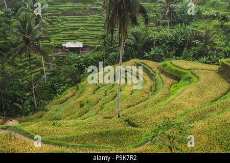 Tegalalang Ceking rice terraces in Ubud, Bali Stock Photo - Alamy