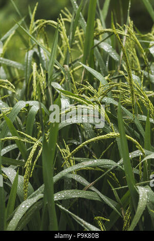 Grain field, dew drops, forest, sunrise, spring, Vielbrunn, Michelstadt ...