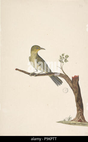 Slender-billed White Eye, Zosterops tenuirostris, Norfolk Island ...