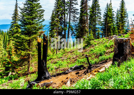 young Hemlock trees, British Columbia, Canada Stock Photo - Alamy