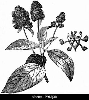 New Jersey Tea, Ceanothus americanus Stock Photo - Alamy