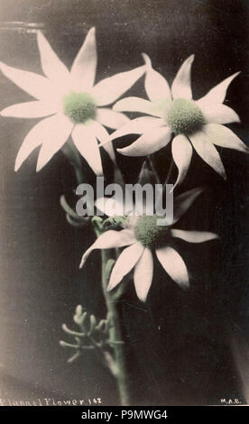 Australian native Flannel Flower wildflowers, Actinotus helianthi ...