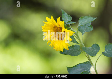 Sunflower (Helianthus sp) flower Stock Photo - Alamy