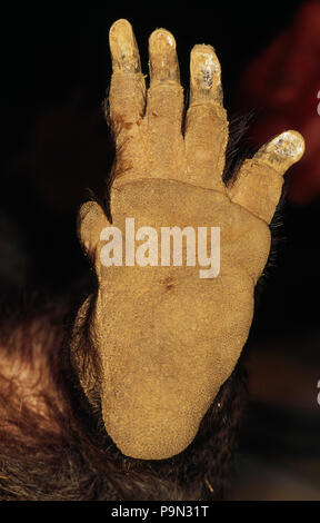 Endangered Northern Hairy-Nosed Wombat foot prints on a sandy track ...