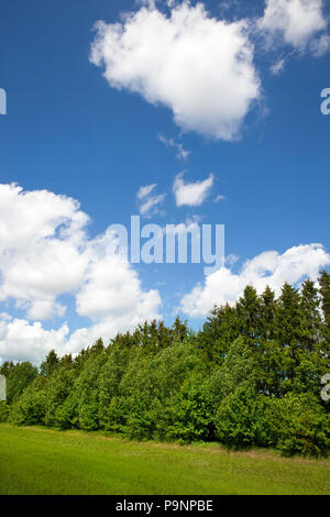High grass at the edge of deciduous forest Stock Photo - Alamy