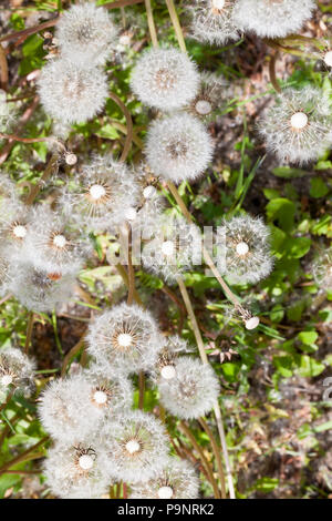Meadow of lush grass and scattered dandelions in a field in north-west ...