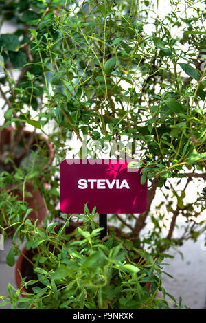 Stevia rebaudiana is a plant species in the genus Stevia of the ...