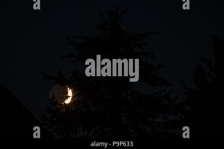 half moon rises behind pine trees at the night sky Stock Photo - Alamy