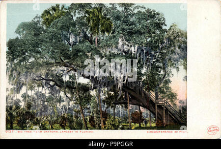 Big Tree near Daytona, largest in Florida, Florida, still image ...