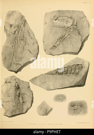 A monograph of the British Palæozoic Phyllopoda Stock Photo - Alamy