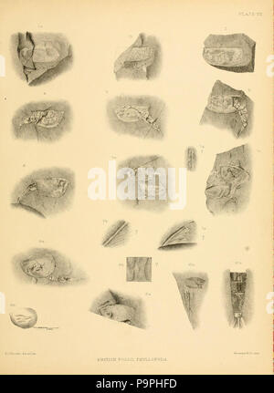 A monograph of the British Palæozoic Phyllopoda Stock Photo - Alamy