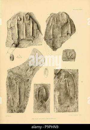 A monograph of the British Palæozoic Phyllopoda Stock Photo - Alamy