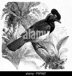 blue jay, blue jays Stock Photo - Alamy