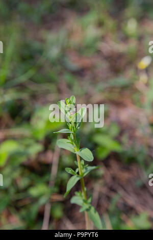 Scion of a young tree in the forest Stock Photo - Alamy