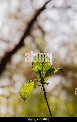 Scion of a young tree in the forest Stock Photo - Alamy