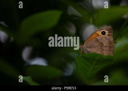 Small Heath Butterfly Resting on a leaf Stock Photo - Alamy