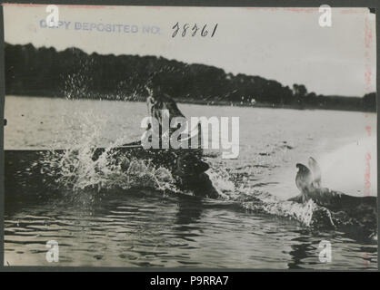 Canoe man riding cow moose (HS85 10 28261 Stock Photo - Alamy