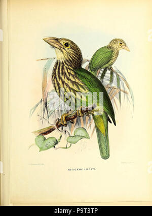 A monograph of the Capitonidæ, or scansorial barbets Stock Photo - Alamy