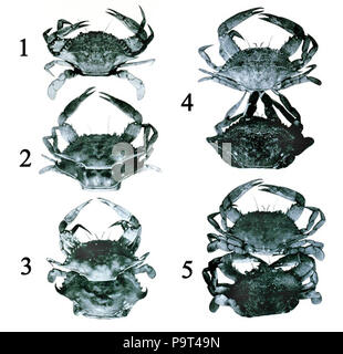 Callinectes sapidus the blue crab, Atlantic blue crab, or regionally as ...