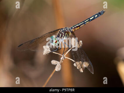 Common Sanddragon (Progomphus obscurus Stock Photo - Alamy