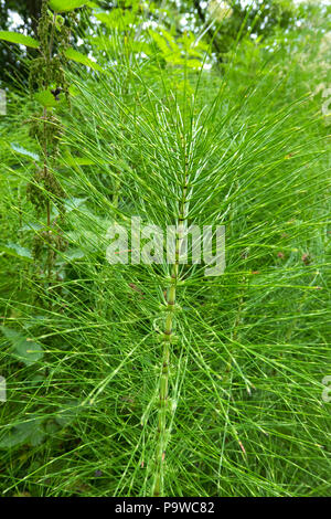 Horse tail fern Stock Photo - Alamy