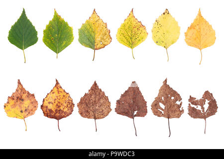 autumn concept, age changes of leaves, aging stages, the birth death ...