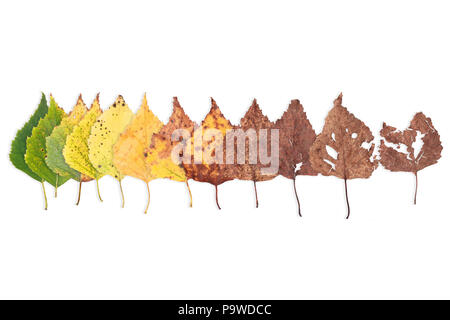 autumn concept, age changes of leaves, aging stages, the birth death ...