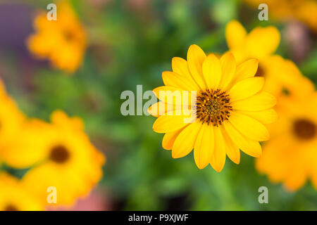 selective focus of beautiful bright yellow blooming dandelions Stock ...