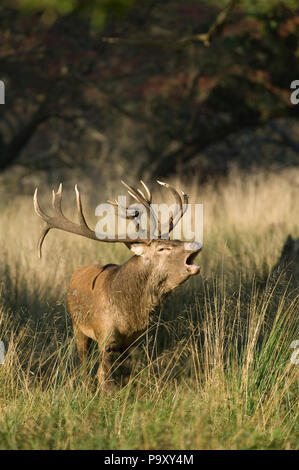 Cerf élaphe - brâme - Red Deer - troat - Cervus elaphus Stock Photo - Alamy