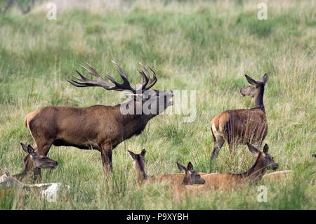 Cerf élaphe - brâme - avec harde dans le brouillard - Red Deer - troat ...