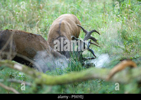 Cerf élaphe - combat - Red Deer - fight - Cervus elaphus Stock Photo ...