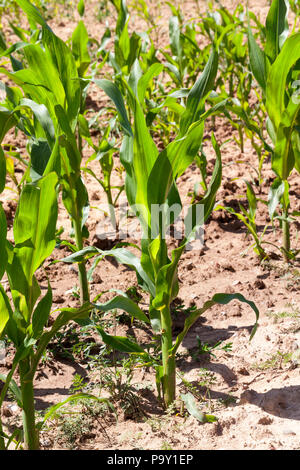 Autumn corn that is about to ripen Stock Photo - Alamy