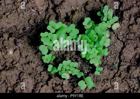 small leaves plant texture as very nice natural background Stock Photo ...