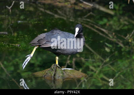 An adult Coot, preening at RSPB Fairburn Ings Nature Reserve Stock ...