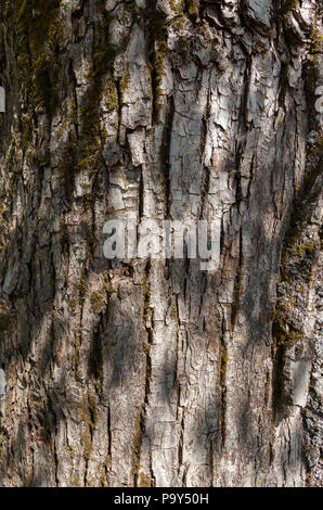 Wet crumbling wood close-up. A wooden surface that is in the water for ...