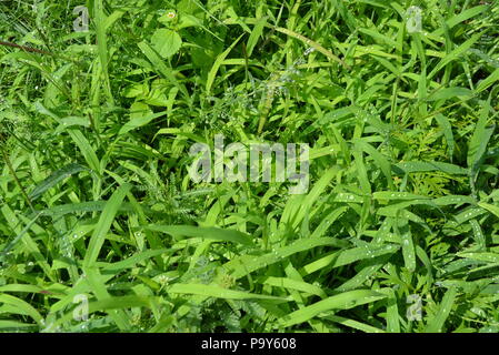 Juicy beautiful grass, green grass and vegetal background after ...