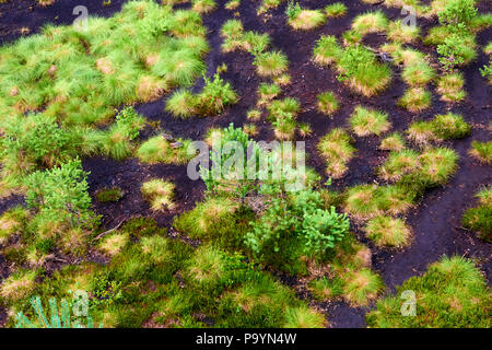 Soumarske raseliniste (moor or peat bog), Sumava national park ...