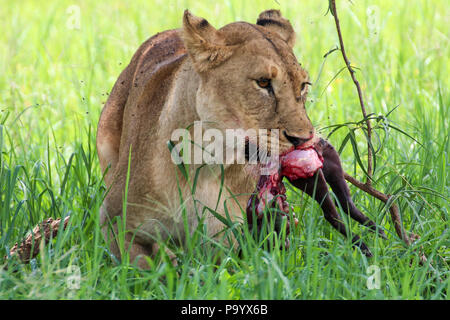 A lion eating the hunt in safari of South Africa at night Stock Photo ...
