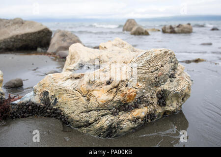 Petrified Wood deposit, from 25 million years ago, Unga Island, Alaska ...