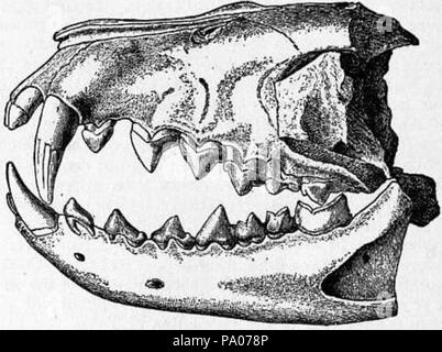 EB1911 Creodonta Dentition of Hyaenodon leptorhynchus Stock Photo - Alamy