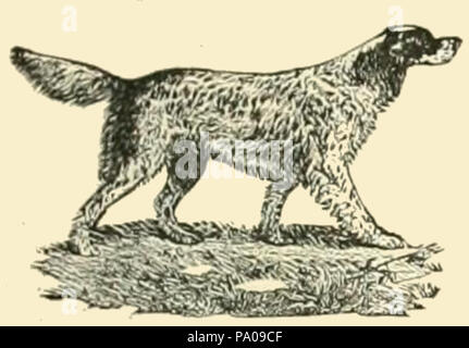 English Setter Drawing Stock Photo - Alamy