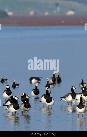 Bernache nonnette - migration - Barnacle Goose - Branta leucopsis Stock ...