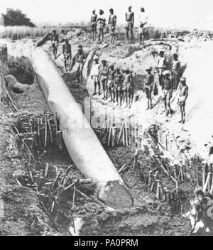 Rampurva lion excavation 1907 Stock Photo - Alamy