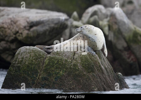 Phoca largha (Larga Seal, Spotted Seal) underwater pictures Stock Photo ...