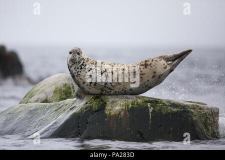Spotted seal (Phoca largha), Sea of Japan Stock Photo - Alamy