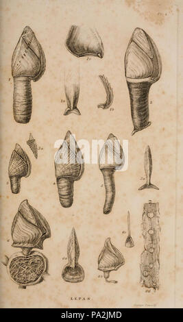 A monograph on the sub-class Cirripedia (Pl. IV Stock Photo - Alamy