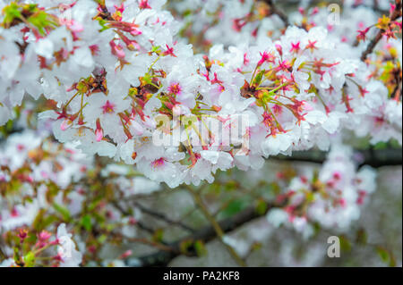 Cherry blossom , Sakura flower with raindrop Stock Photo - Alamy