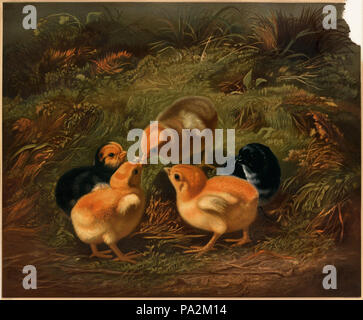 Chickens (Boston Public Library Stock Photo - Alamy