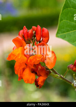 Lady Di runner bean Stock Photo - Alamy