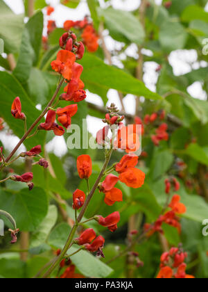 Lady Di runner bean Stock Photo - Alamy
